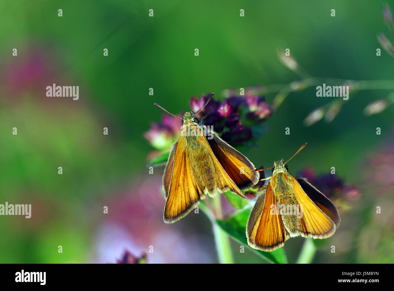 animal insect insects butterfly animals wing moth butterflies bullhead ...