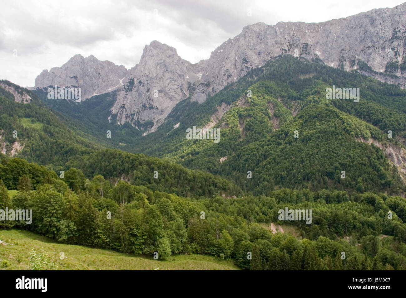 tree trees green alps austrians austria cordillera tyrol mountain ...