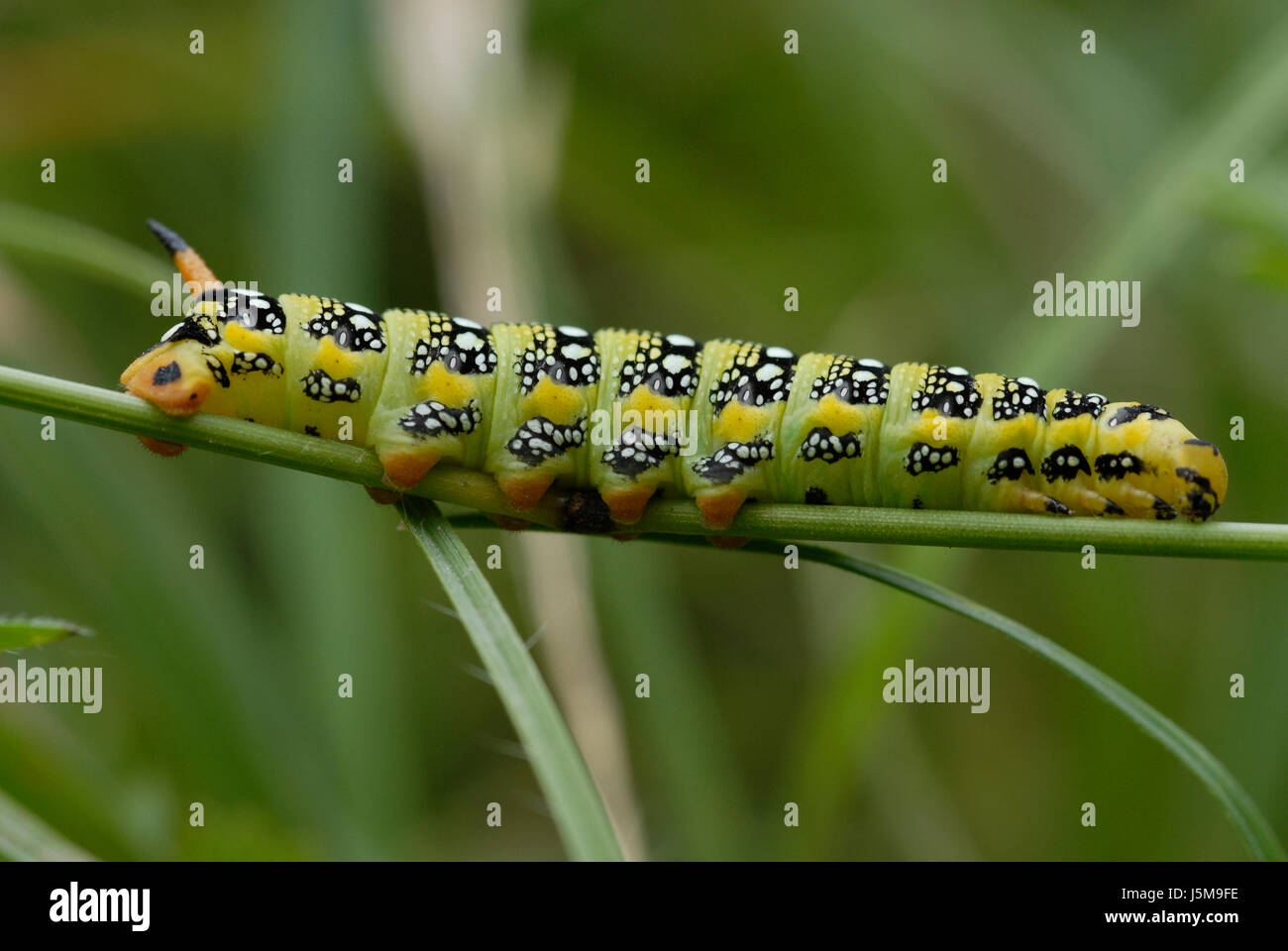 only caterpillar swallowtail Stock Photo - Alamy
