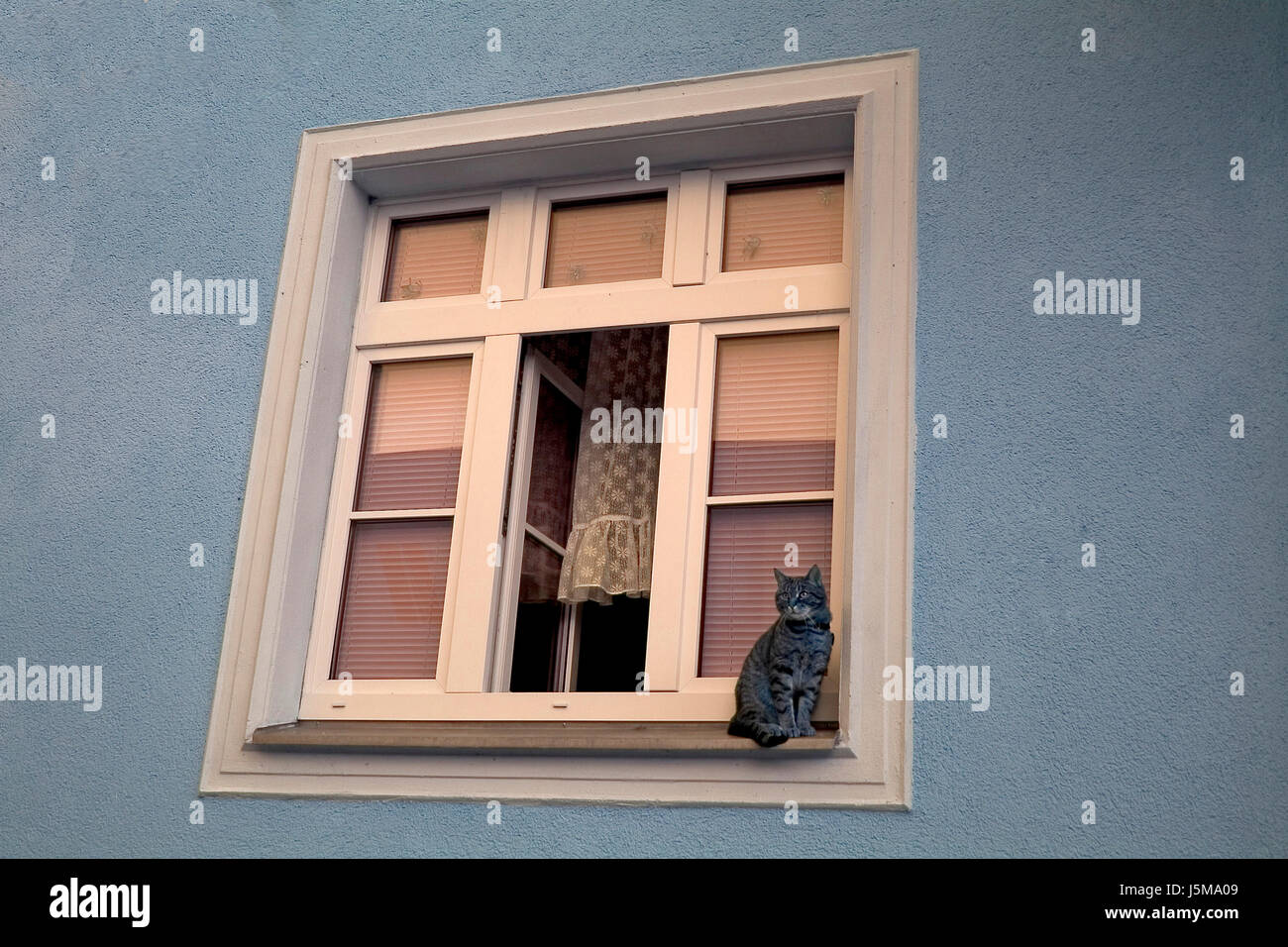 pet crouch look glancing see view looking peeking looking at house wall ...