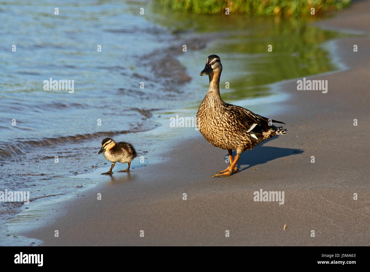 duck with ducklings on the bank Stock Photo - Alamy