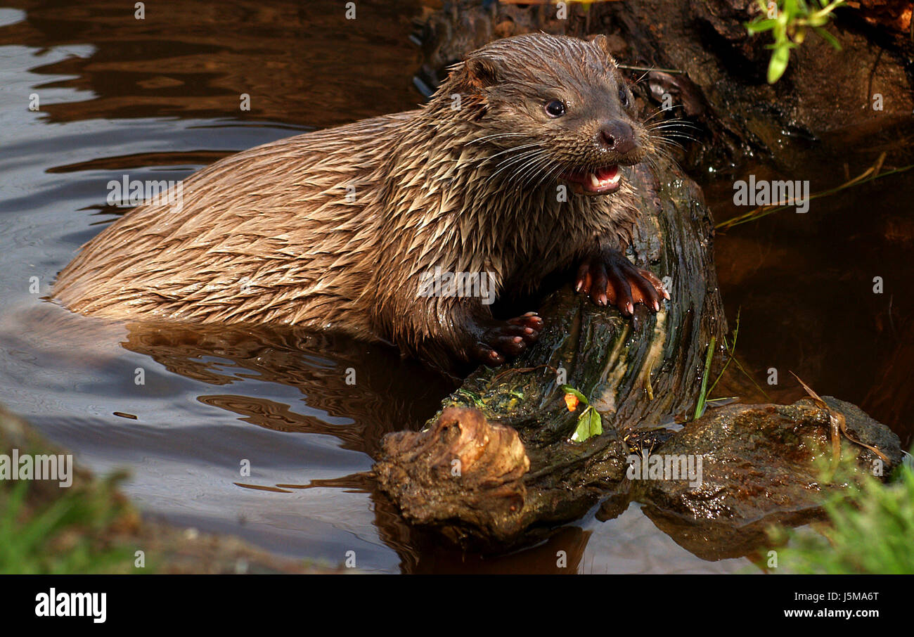 fodder playful fish stream predator to gorge engulf devour otter water ...