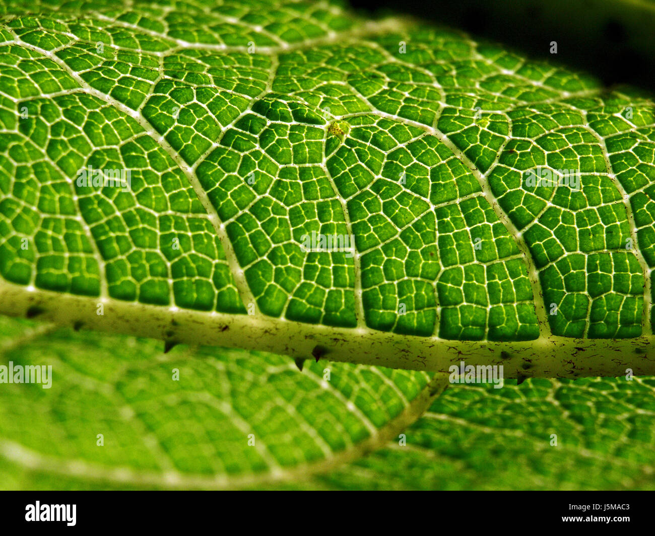 leaf green botany lines vein diagonal mammoth juicy structured ...