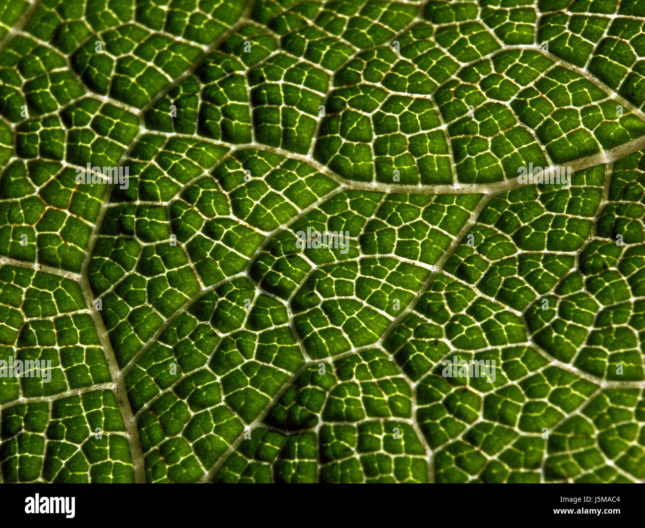 leaf green botany lines vein diagonal mammoth juicy structured ...