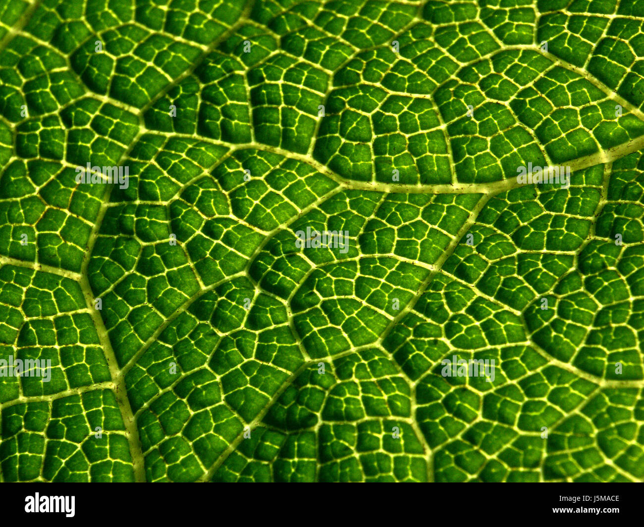 leaf green flora botany lines vein diagonal mammoth juicy structured ...