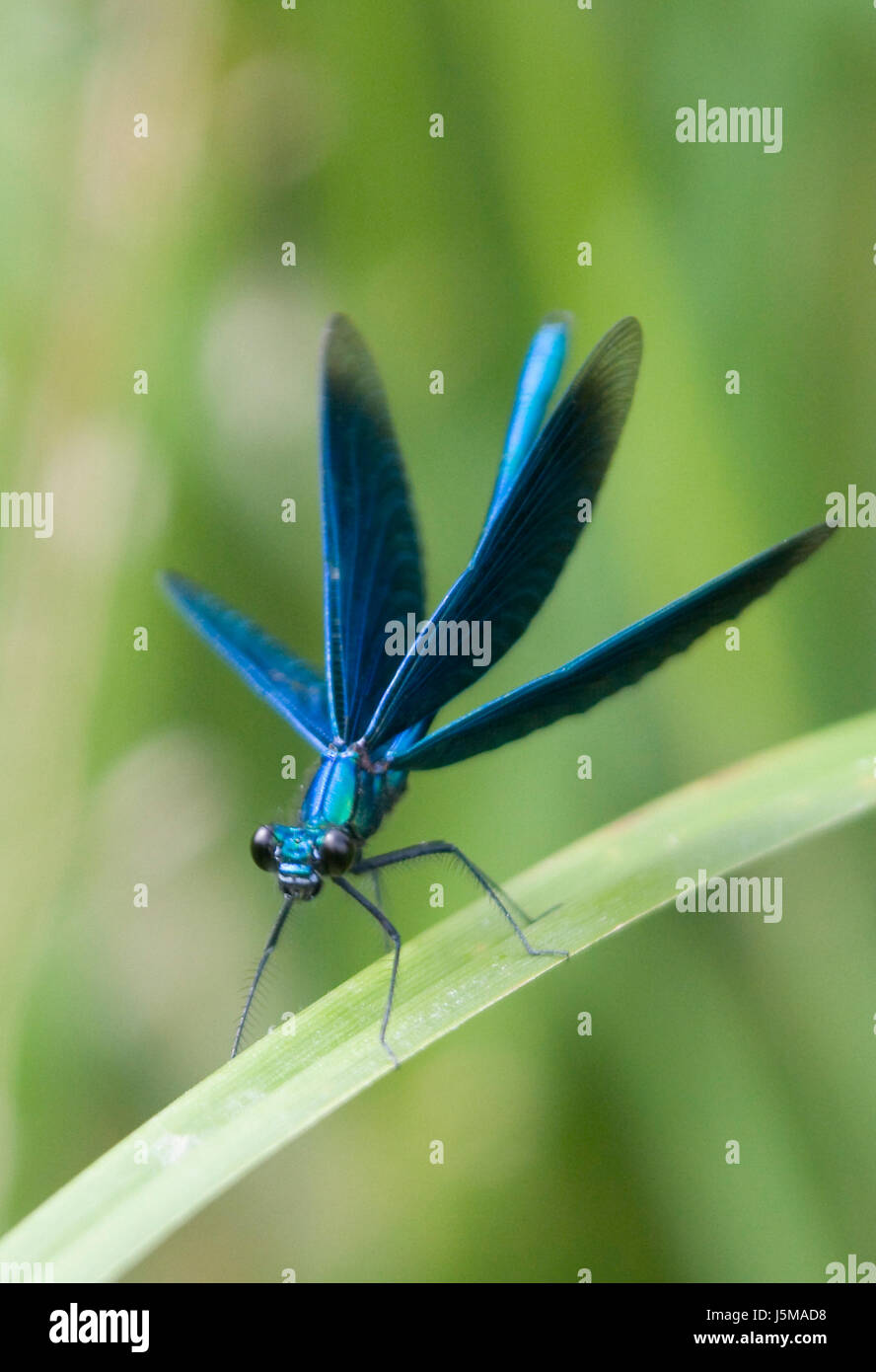 Blue insects hi-res stock photography and images - Alamy