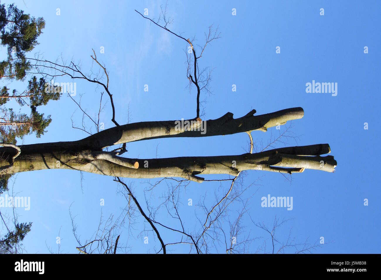 Ramified hi-res stock photography and images - Alamy