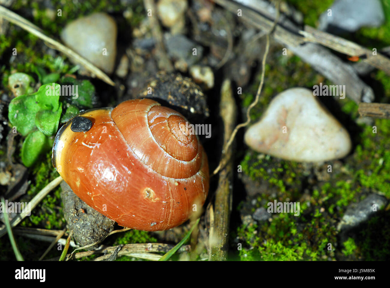 leaf mollusc green snail escargots snail shell protect protection leaf ...