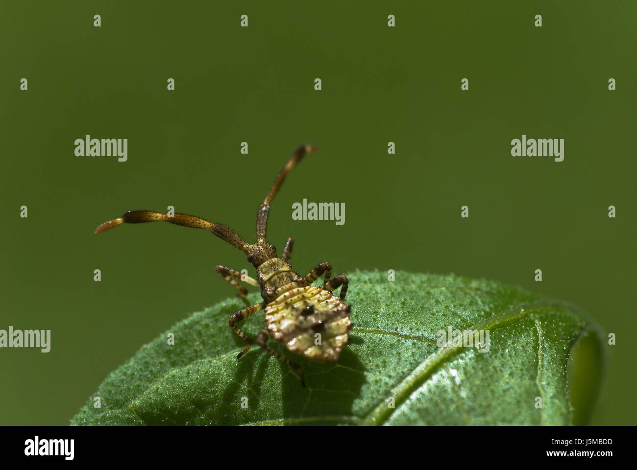 wingless sickle bug Stock Photo - Alamy