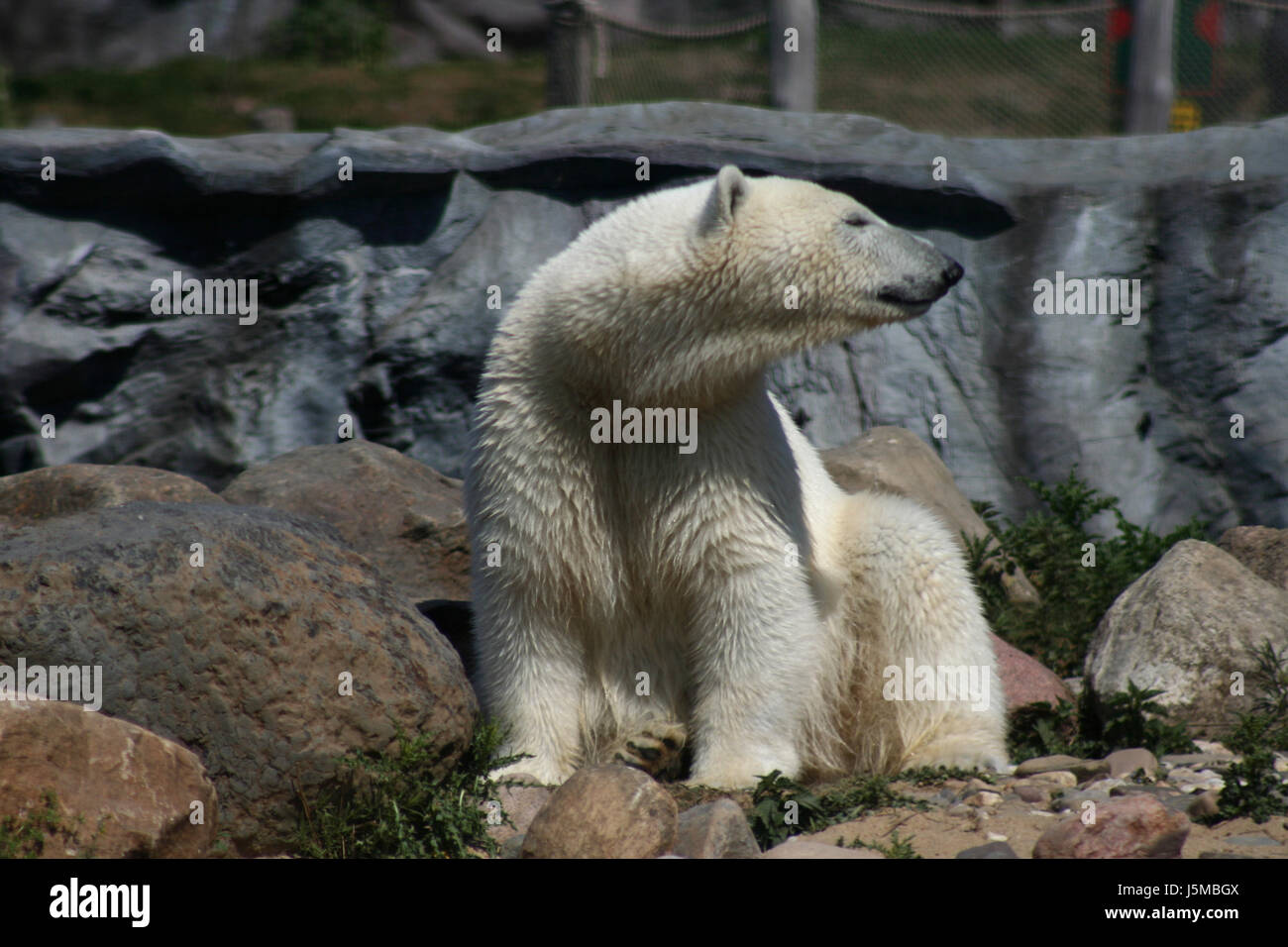 big large enormous extreme powerful imposing immense relevant animal ...