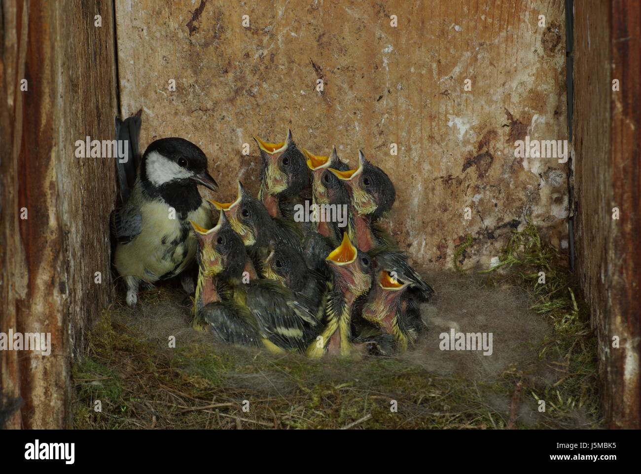 fodder bird hunger birds beg nest feed great titmouse spawn begs feeded ...