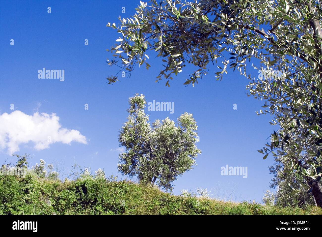 blue environment enviroment tree trees plant green wood leaves useful ...