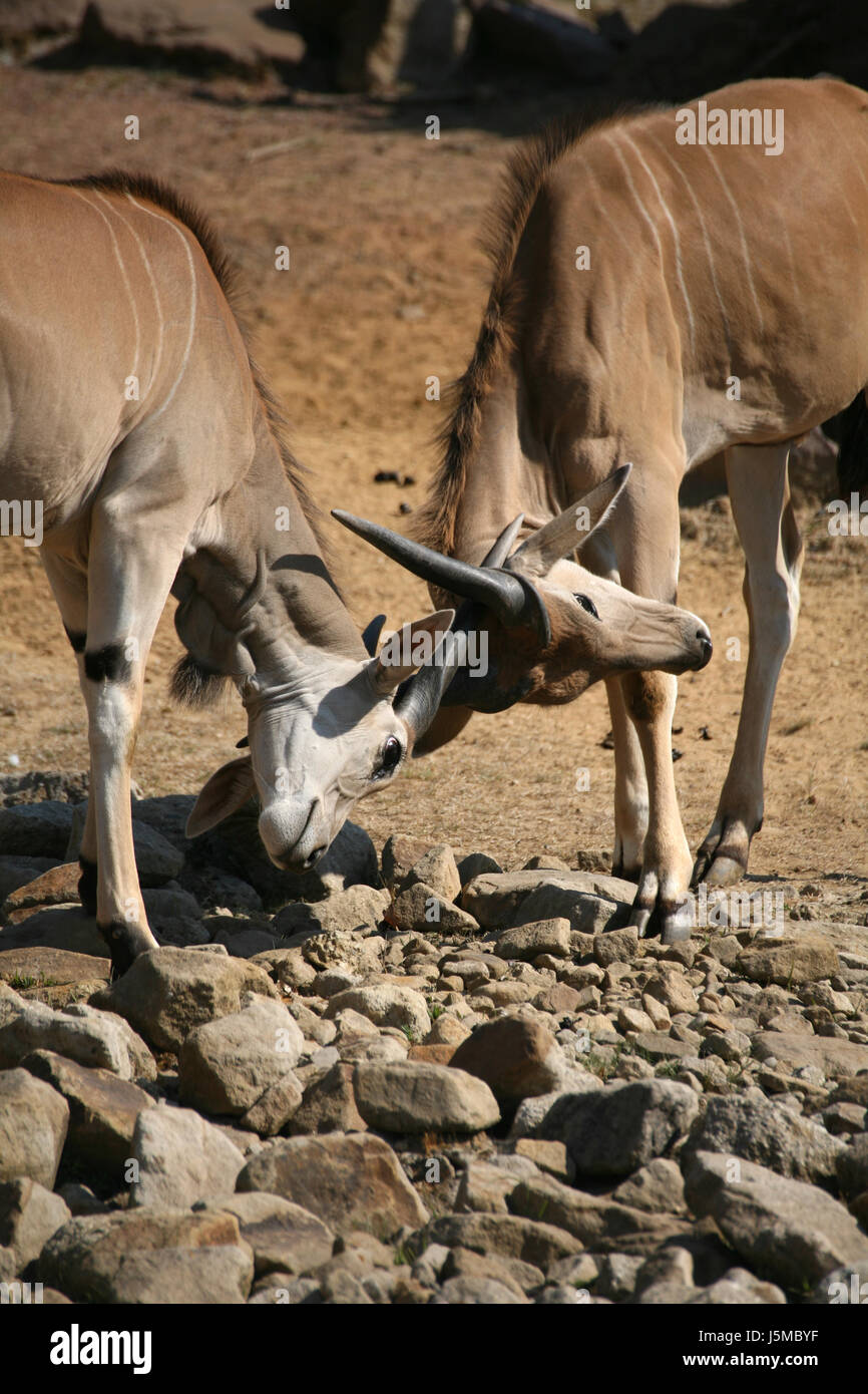 fight fighting animal mammal africa animals savannah steppe mammals ...