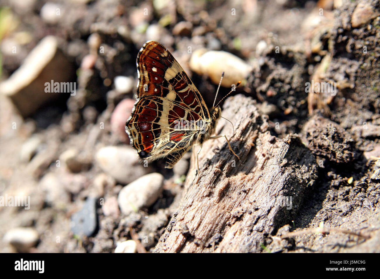 animal insect butterfly spring moth camouflage drawing photo picture ...