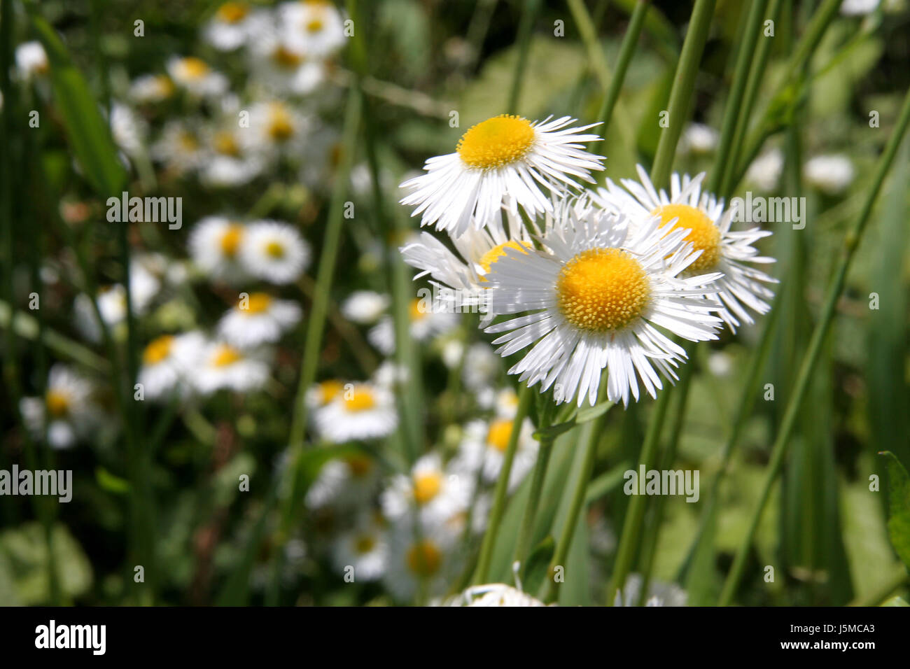 plant green bloom blossom flourish flourishing flower flowers blossoms ...