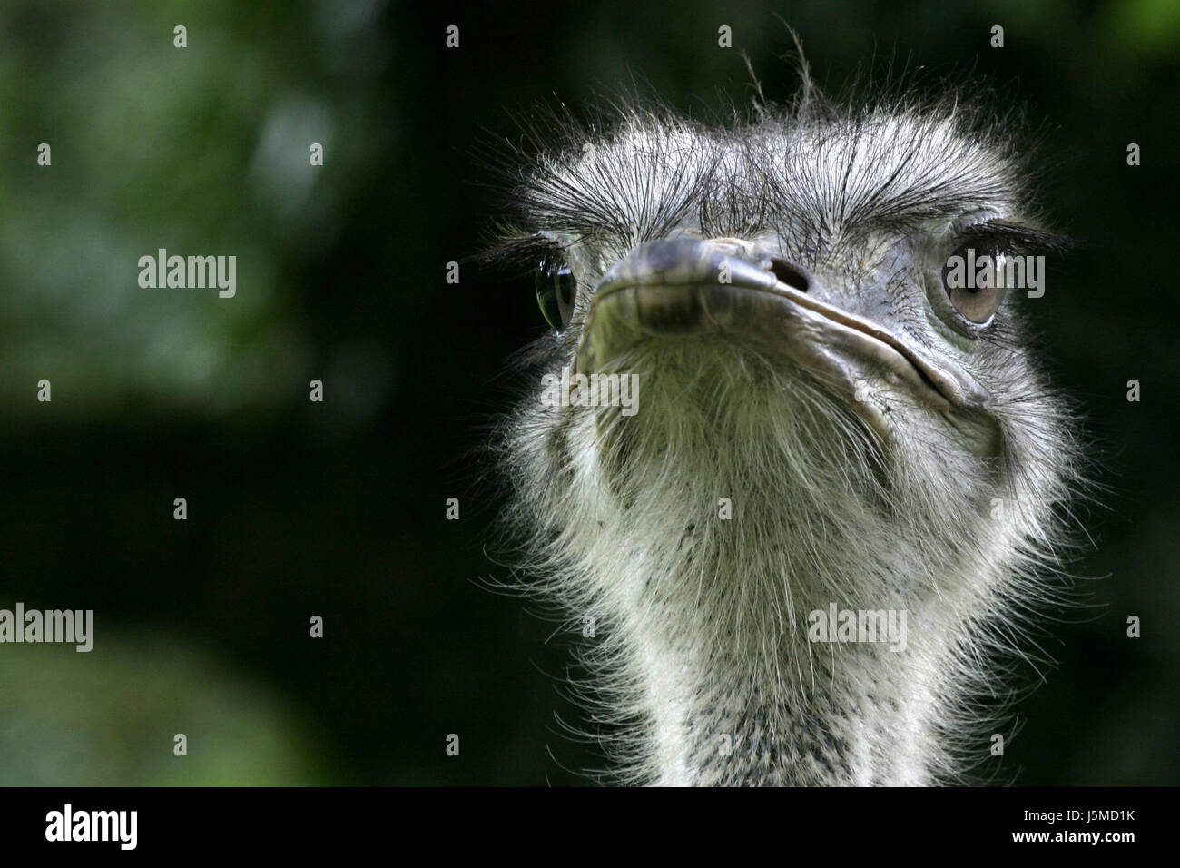 bird curious nosey nosy portrait birds eyes look glancing see view ...