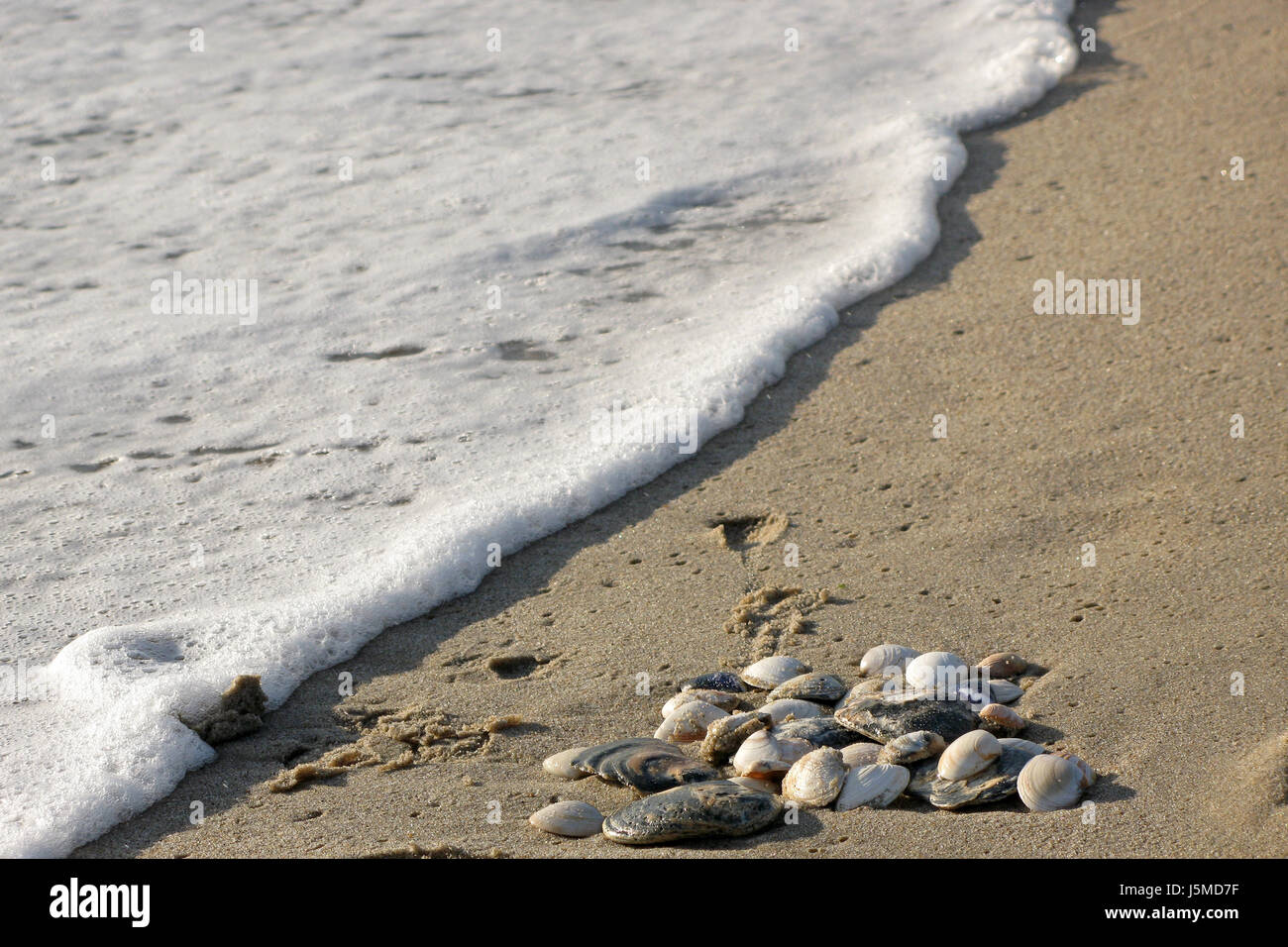 beach seaside the beach seashore shell wave sandy beach sea water shell ...