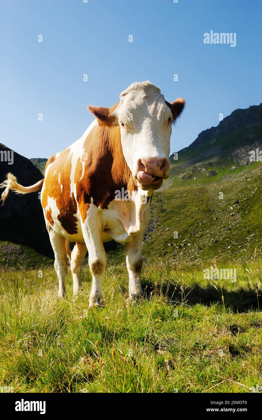 everything was delicious Stock Photo - Alamy