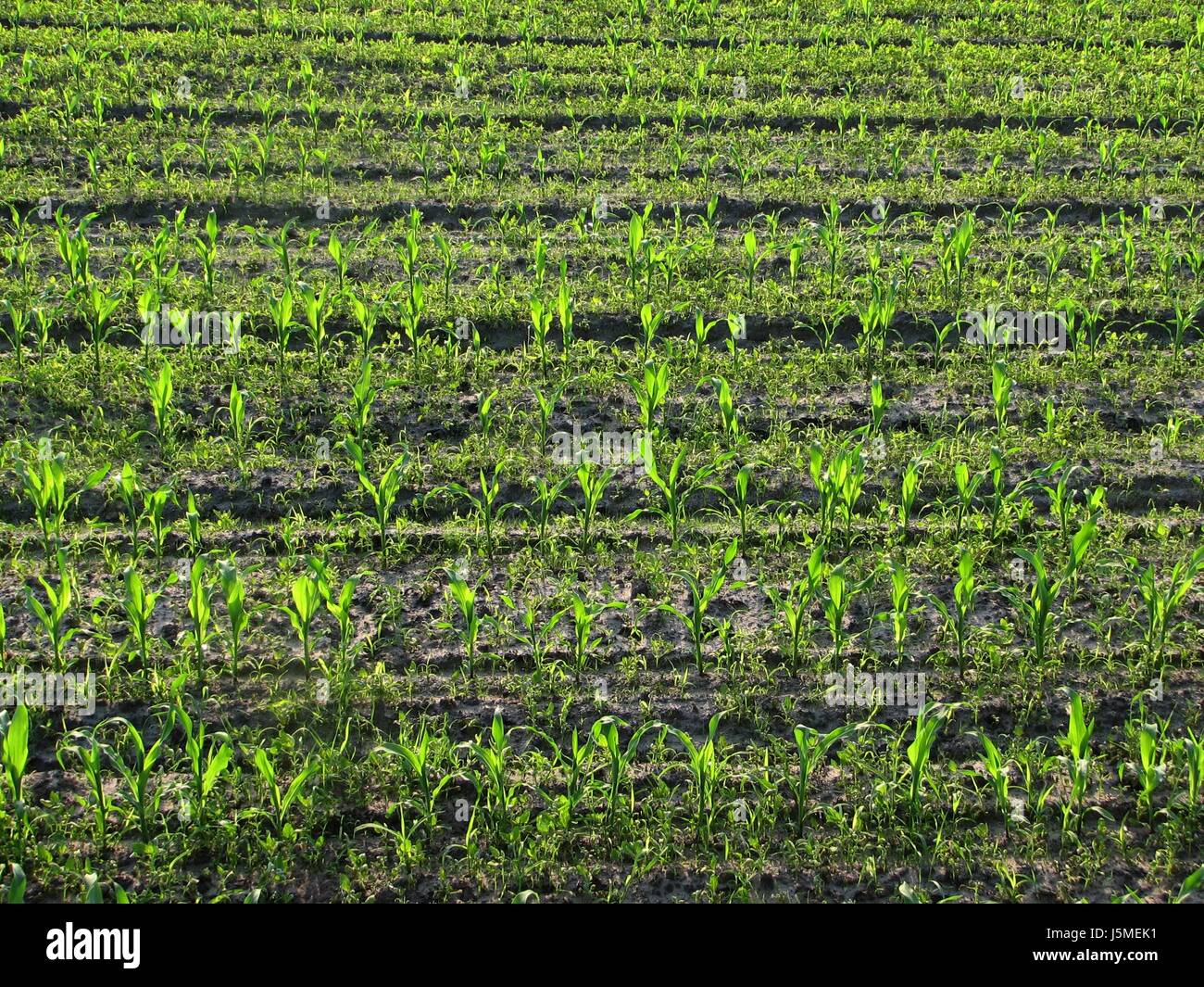 agriculture farming field acre weed corn field crop array cornfield ...