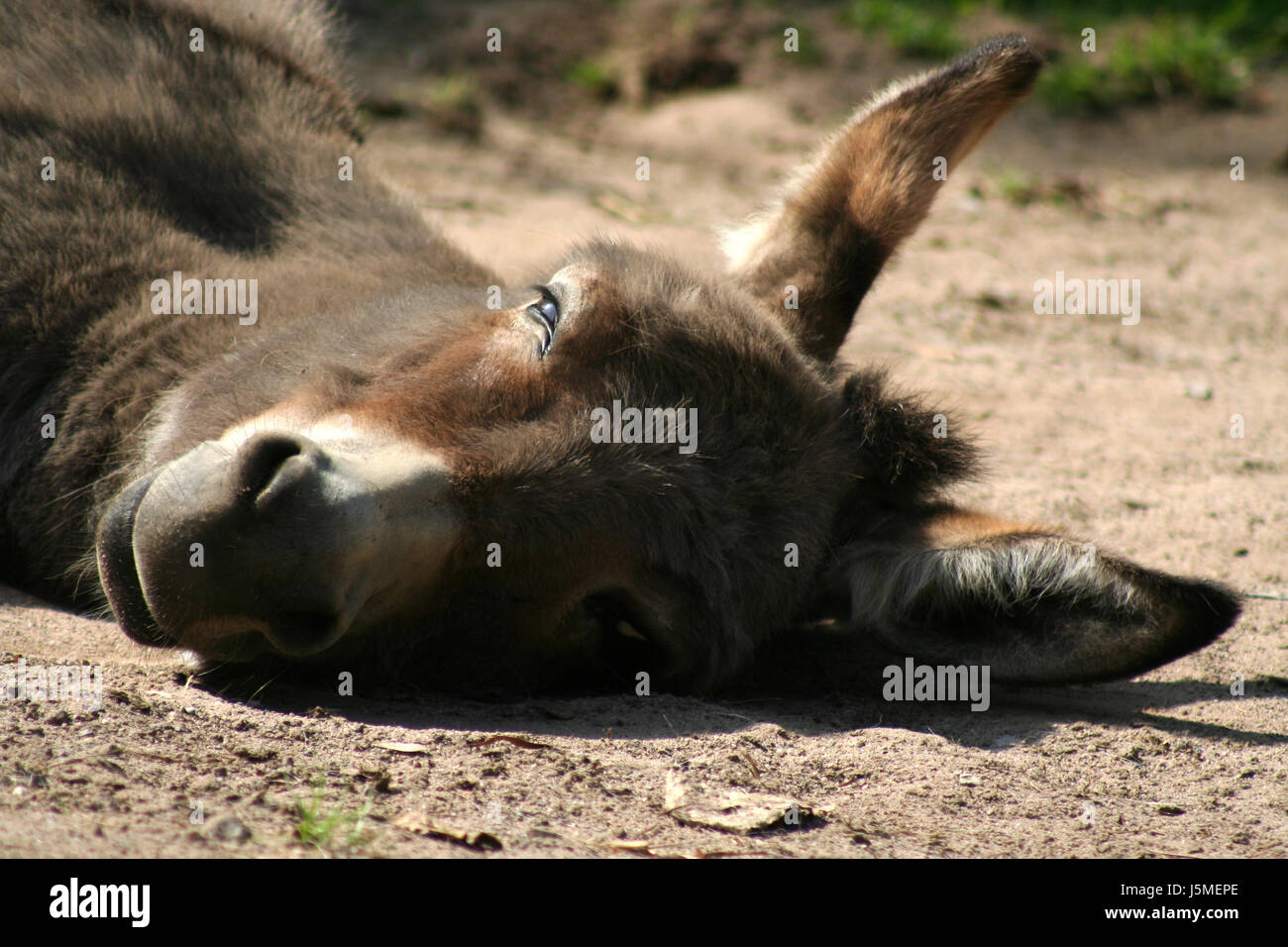 Limply hi-res stock photography and images - Alamy