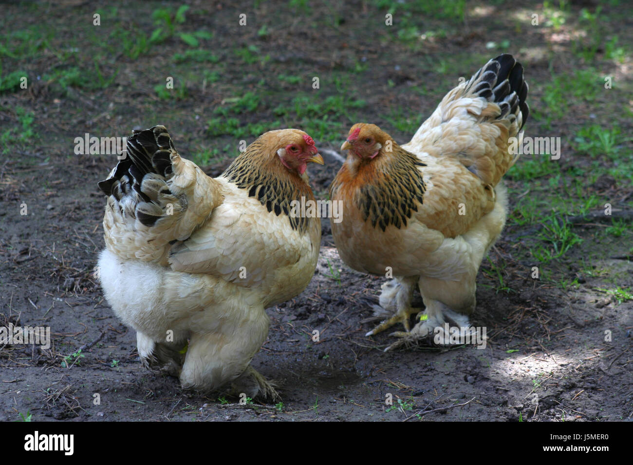 agriculture farming feathers feathering poultry farm animal chicken hen ...