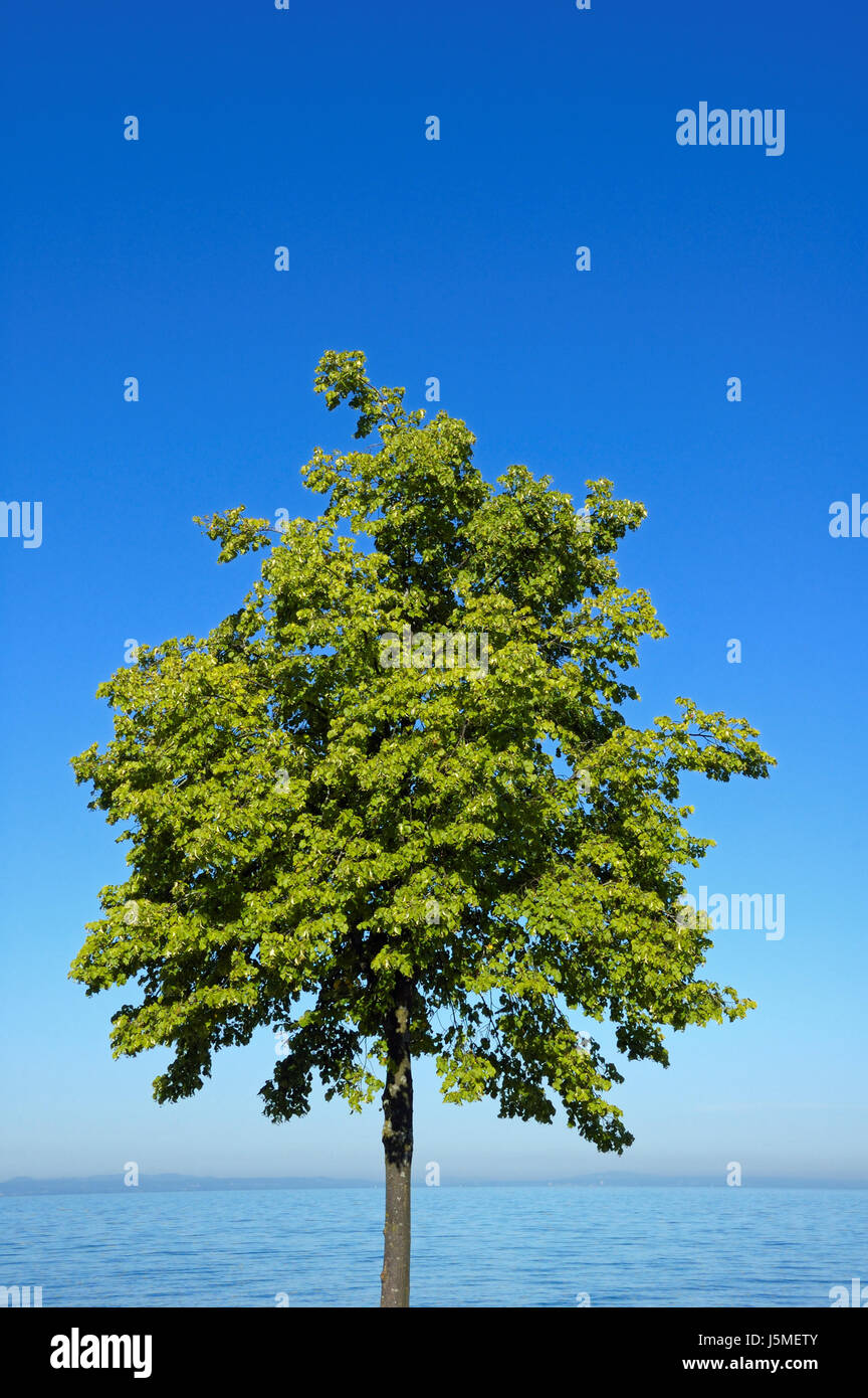 blue colour tree trees waters green deciduous tree summer summerly ...