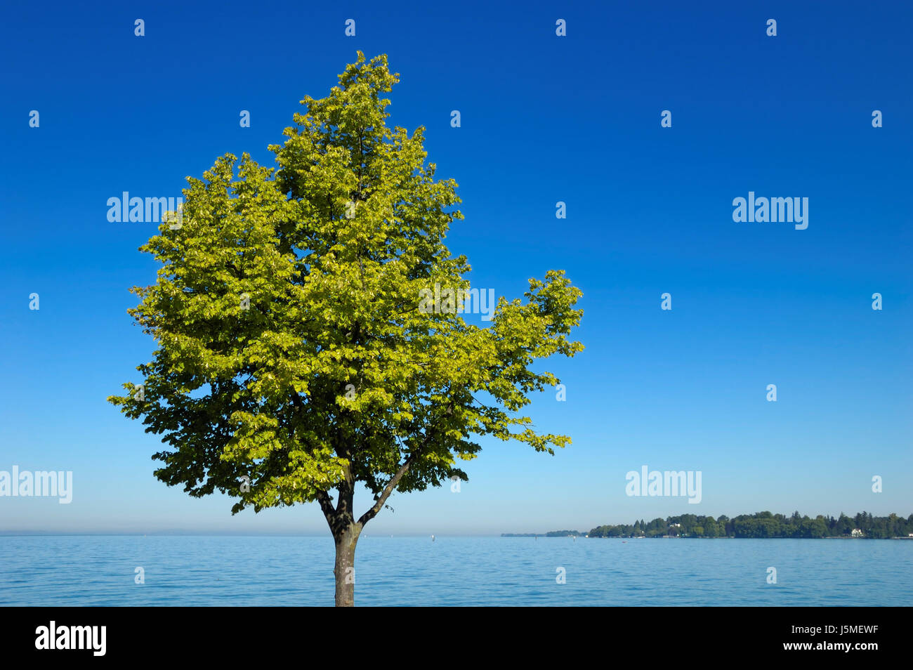 blue colour tree waters green deciduous tree summer summerly location ...