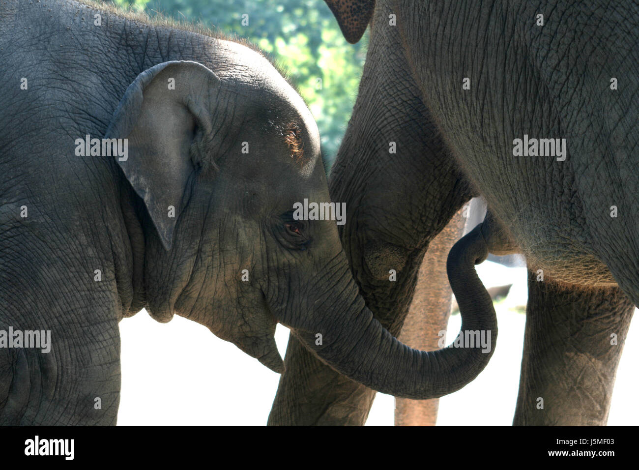 animal national park africa elephant animals india zoo offspring ...