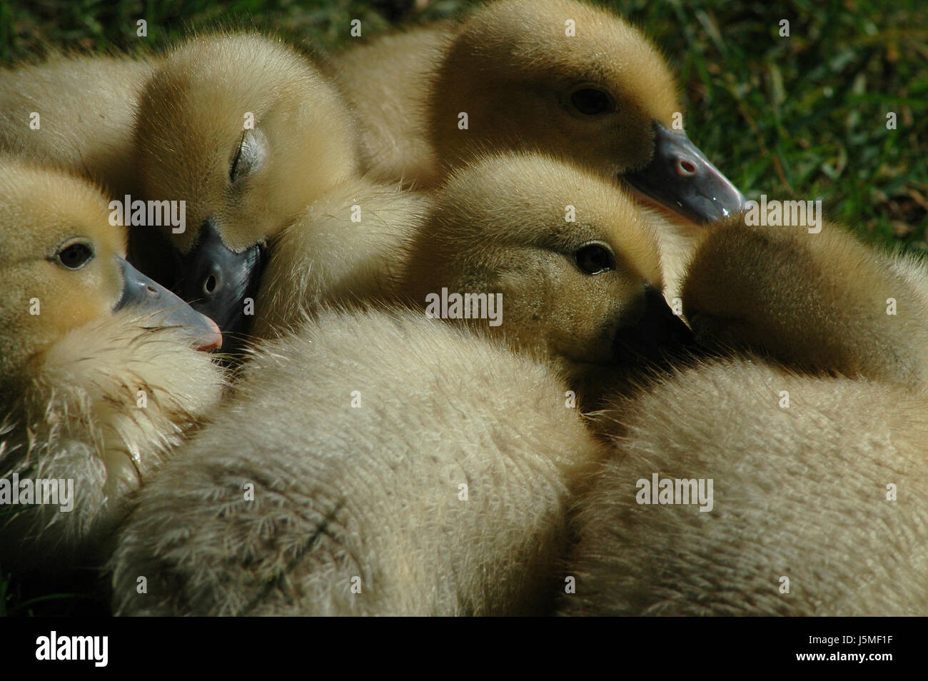 Five little ducks hi-res stock photography and images - Alamy