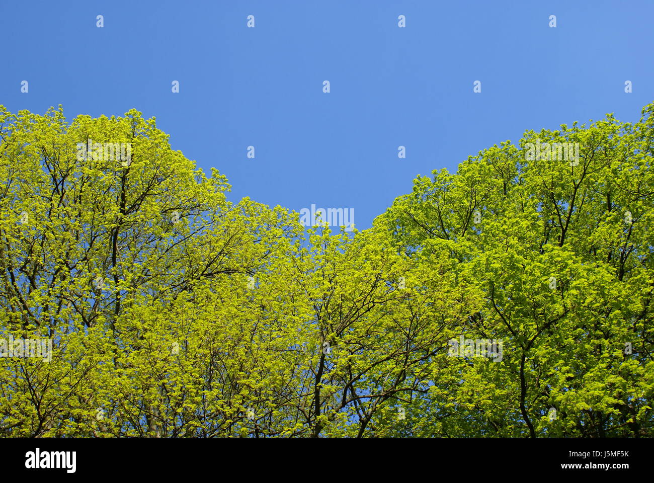 blue tree trees green coloured colourful gorgeous multifarious richly ...