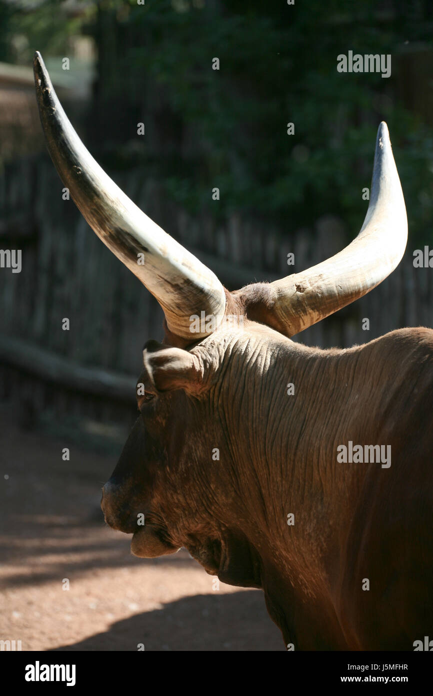 big large enormous extreme powerful imposing immense relevant animal ...