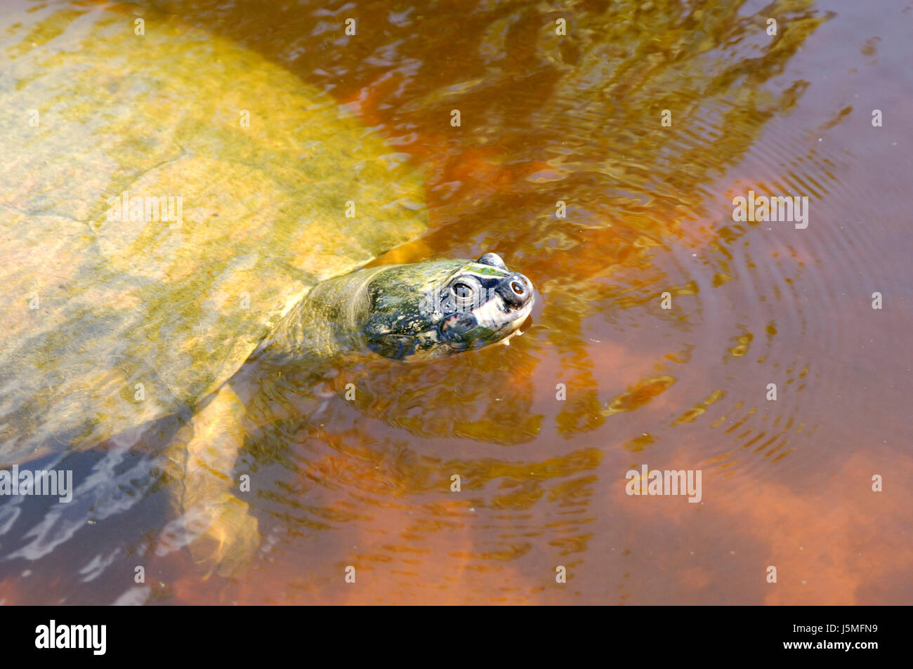 protected sheltered environment enviroment animal amphibian fauna ...