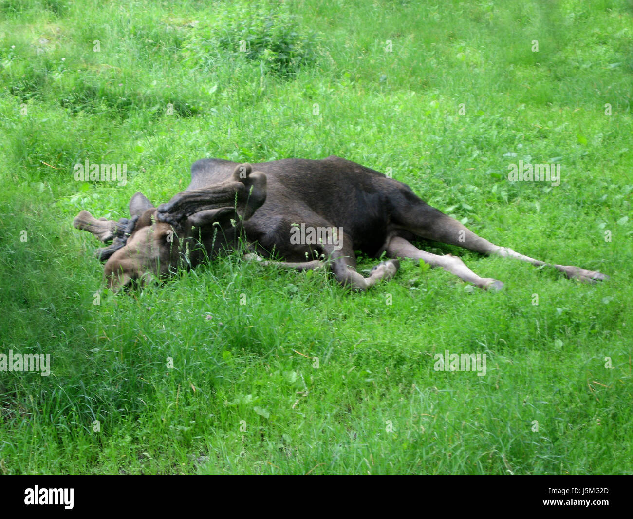 Moose sleeping hi-res stock photography and images - Alamy