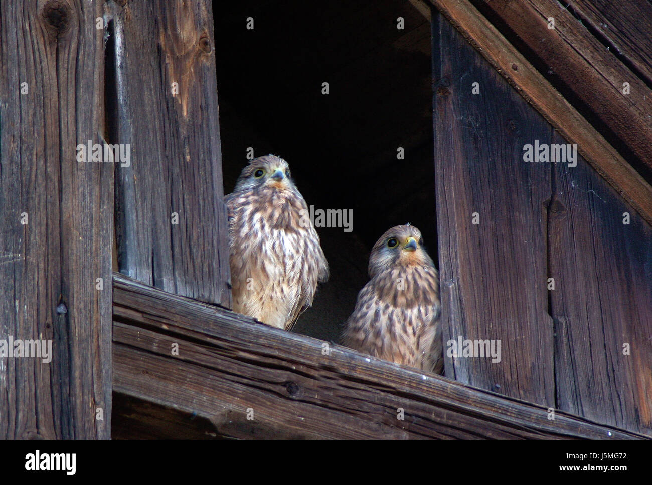 young hawks wait for parents Stock Photo - Alamy