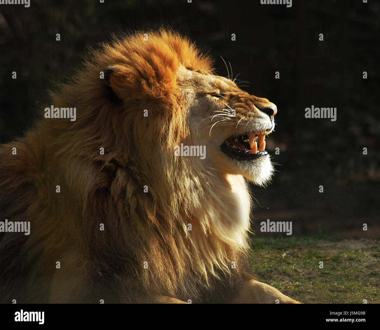 Lions teeth hi-res stock photography and images - Alamy