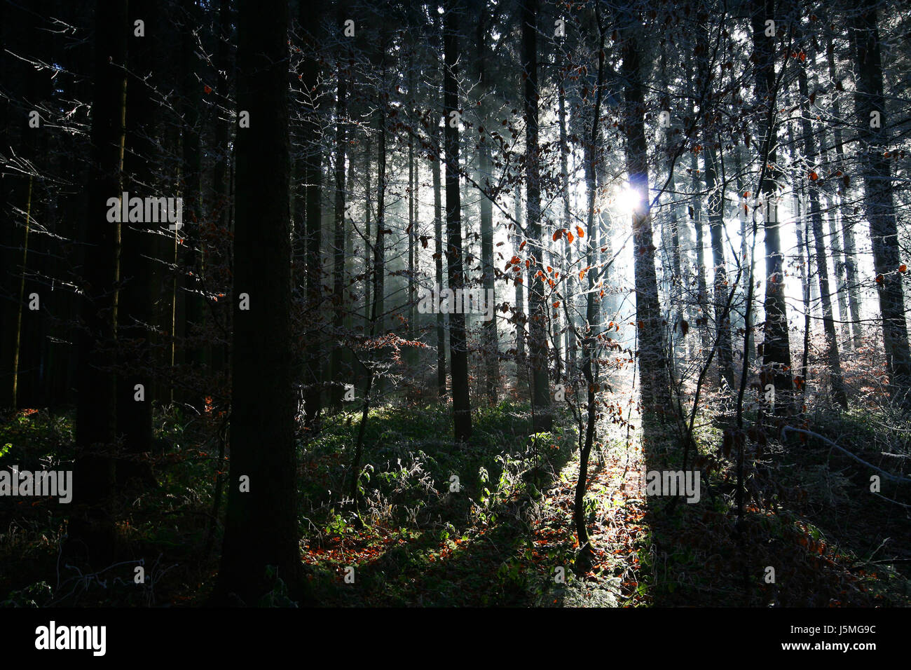 beautiful beauteously nice leaf environment enviroment tree trees green ...