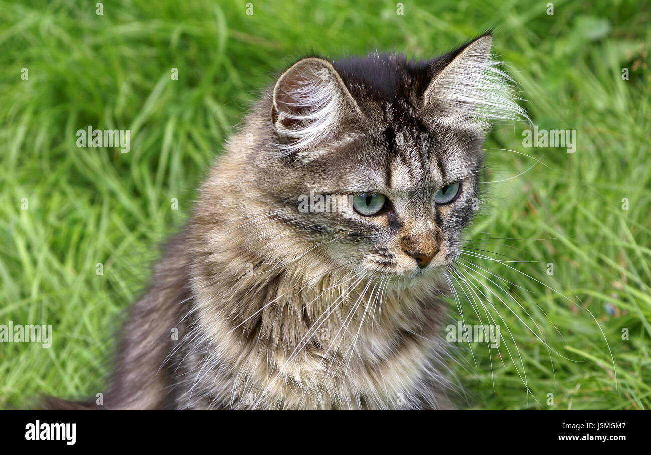 cats look glancing see view looking peeking looking at cat eyes lurk ...