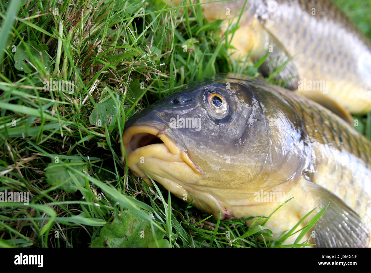 Friedfische hi-res stock photography and images - Alamy