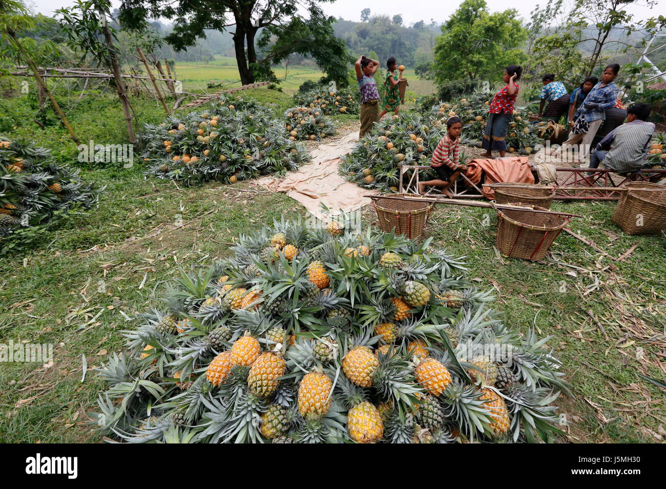 Pineapple harvesting on the hill at Rangamati,Chittagang, Bangladesh Stock Photo - Alamy