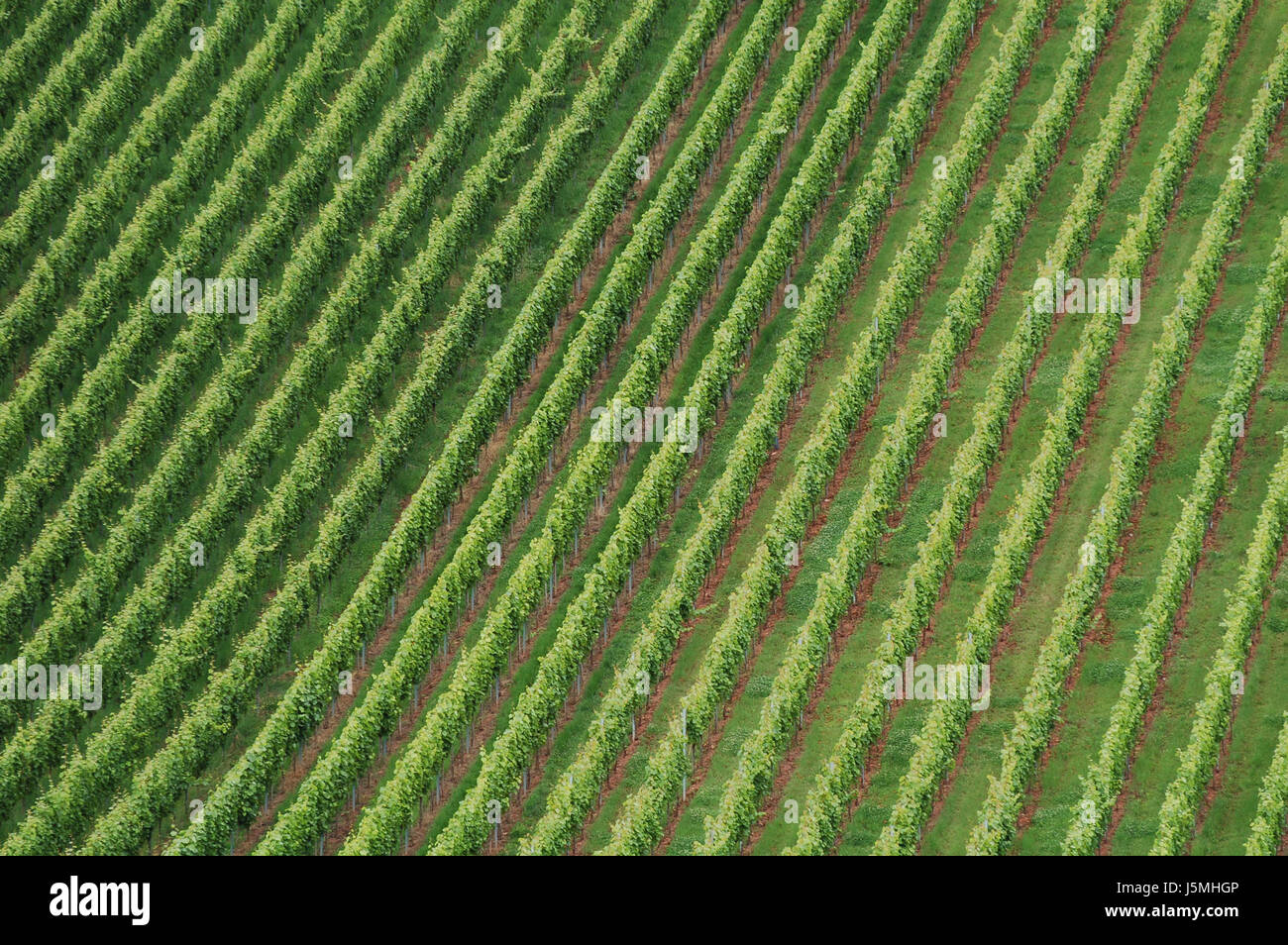 agriculture farming grapes vintage diagonal vineyard vines walk sight ...