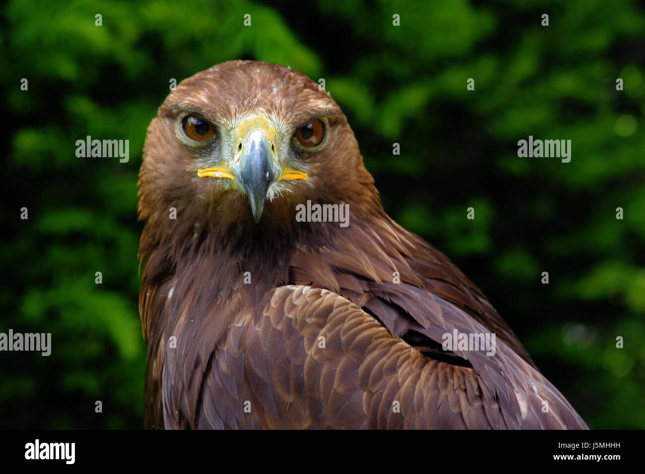 animal bird strong portrait austrians birds eyes raptor birds of prey ...