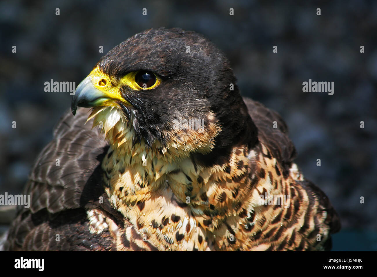 animal bird portrait eye organ birds falcon raptor birds of prey look ...