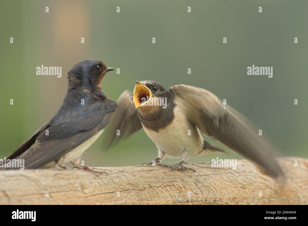 animal bird birds offspring wildlife feed swallow child fly flies flys ...