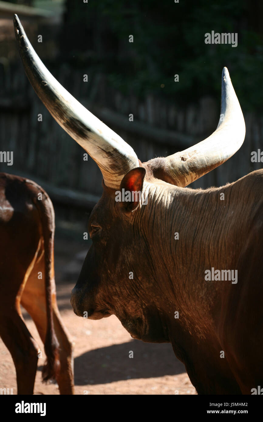 big large enormous extreme powerful imposing immense relevant animal ...