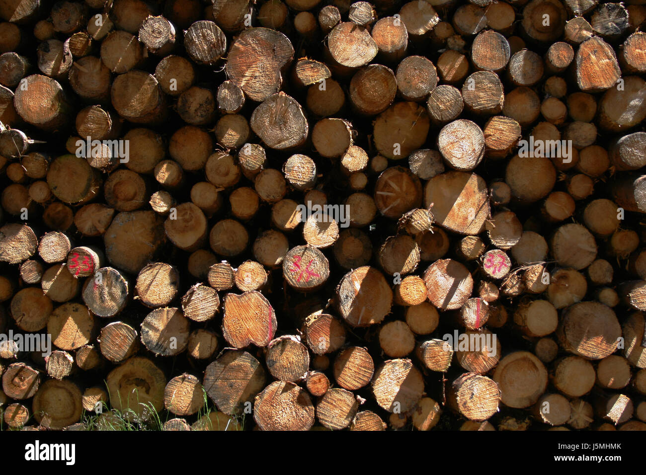 tree trees wood trunk drop vegetation building material fell tear down ...