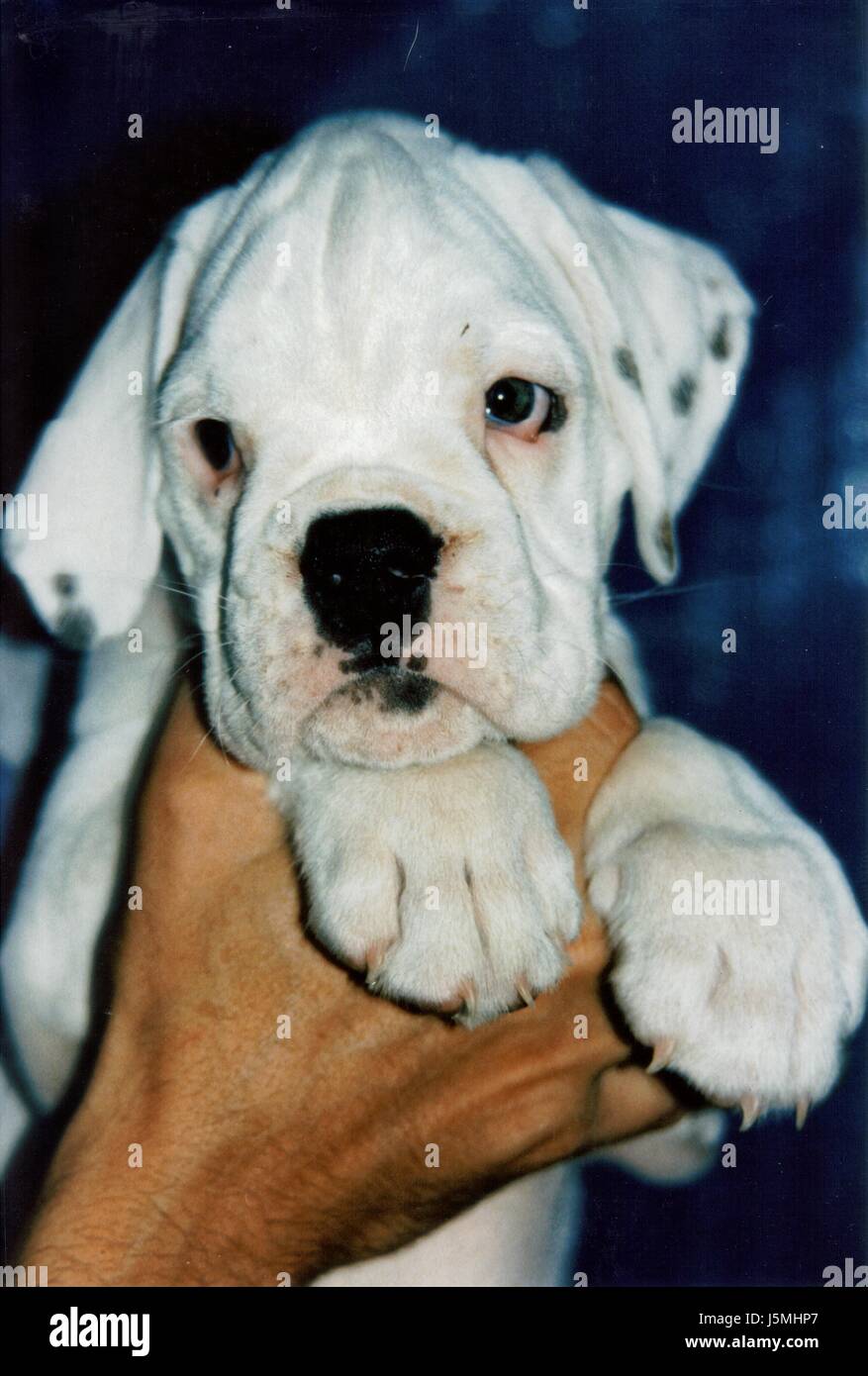 blue hand face portrait human human being black swarthy jetblack deep ...