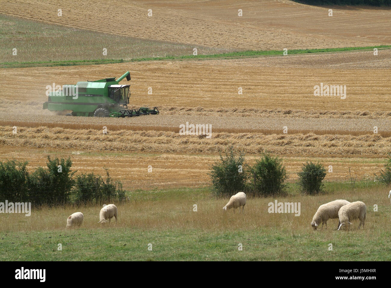 agriculture farming combine harvester reap sheep (pl.) run in mow corn ...