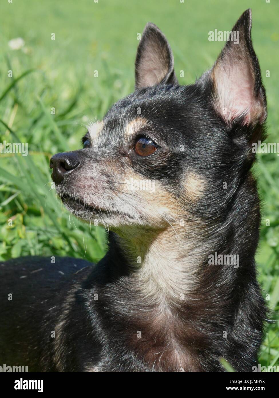 animals portrait watchful quadruped dog attention female alertness ...