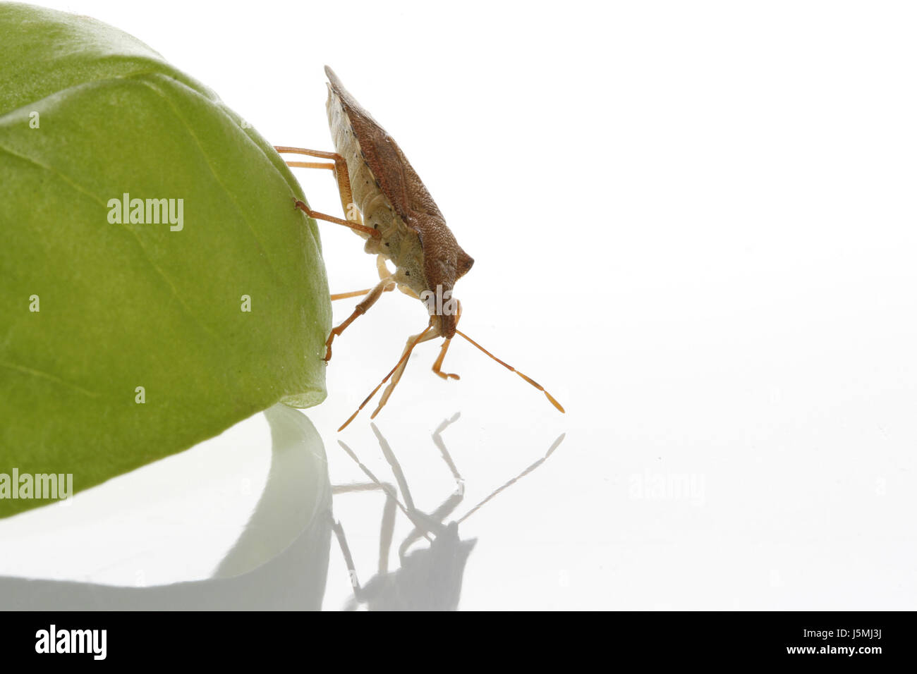 Basilium hi-res stock photography and images - Alamy