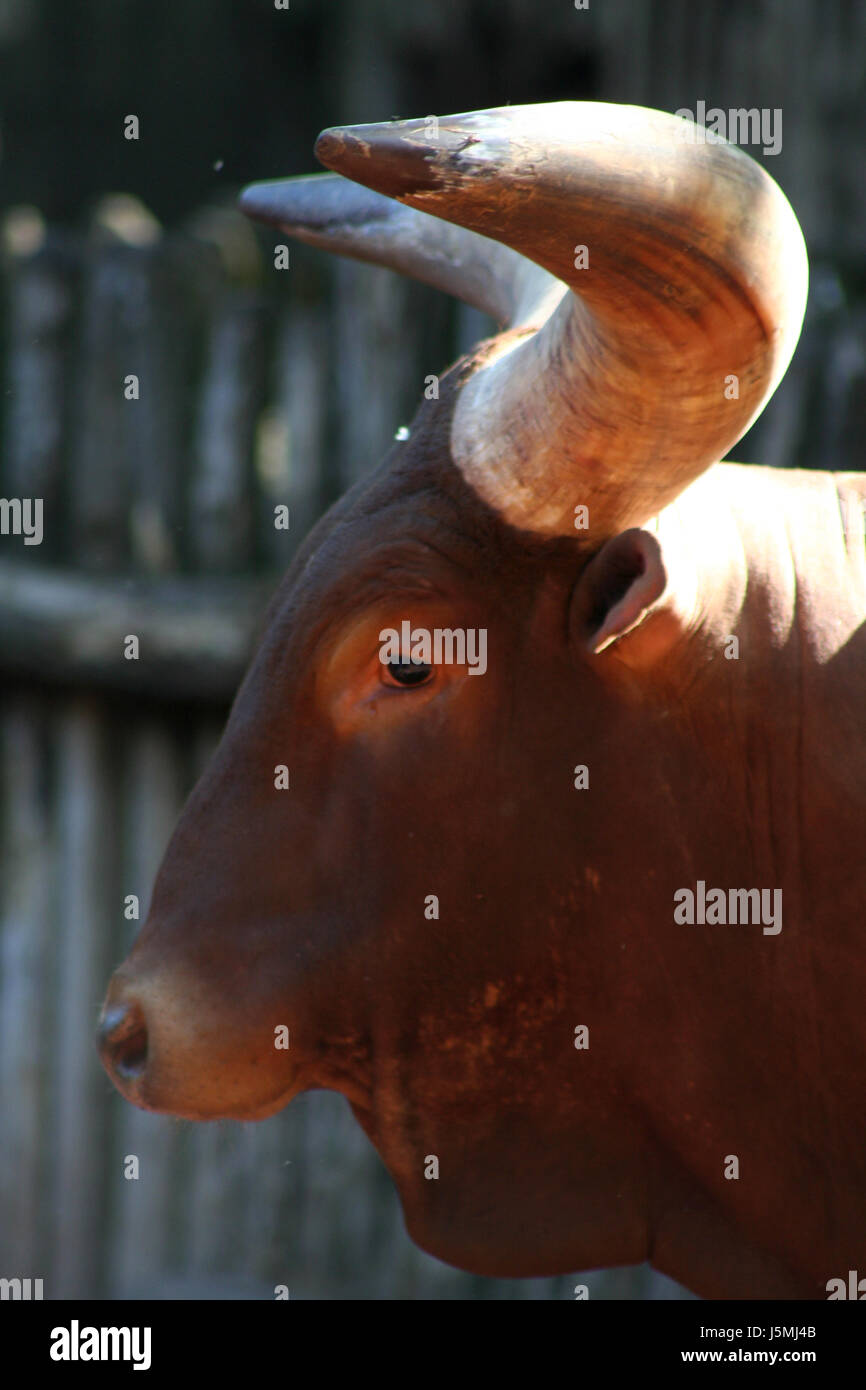 detail big large enormous extreme powerful imposing immense relevant ...